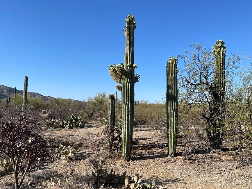 Saguaro National Park Lesson Plan - Adaptations - Tucson Regional ...